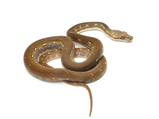 Phantom Het Anthrax Reticulated Python by NERD