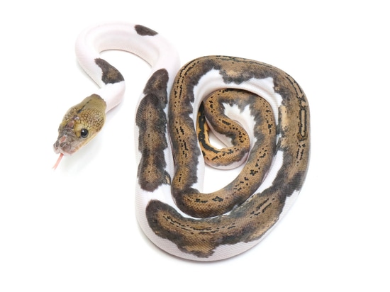 Motley Tiger Pied Reticulated Python by New England Reptile Distributors