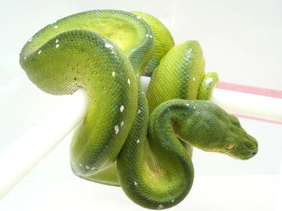 Aru Island Green Tree Python by NERD