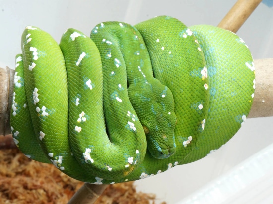 Aru Island Green Tree Python - High White by NERD