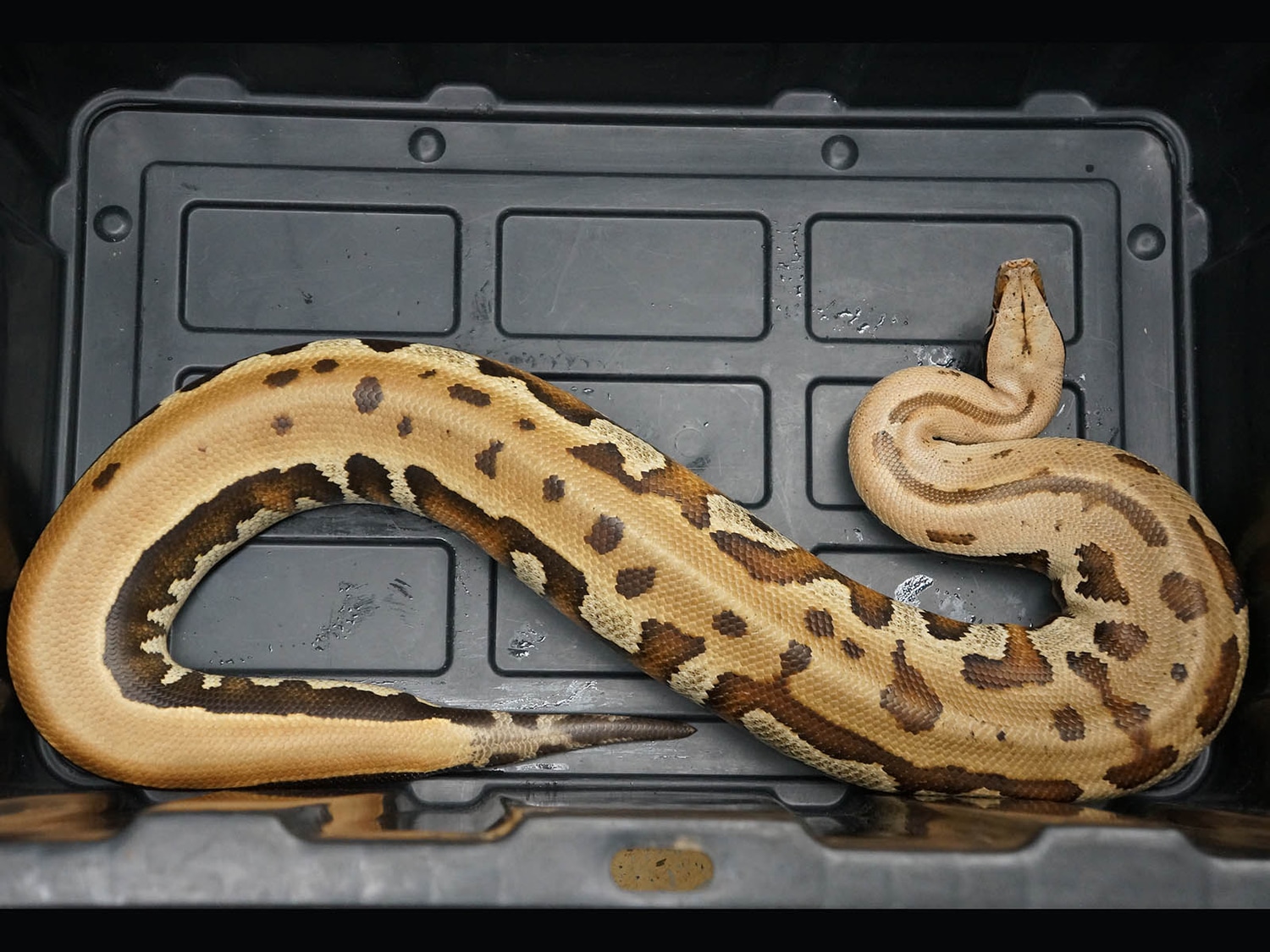 Golden Eye Blood Python by New England Reptile Distributors - MorphMarket