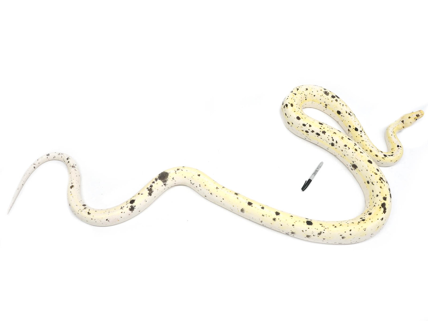 Cow From Calico Reticulated Python by New England Reptile Distributors ...