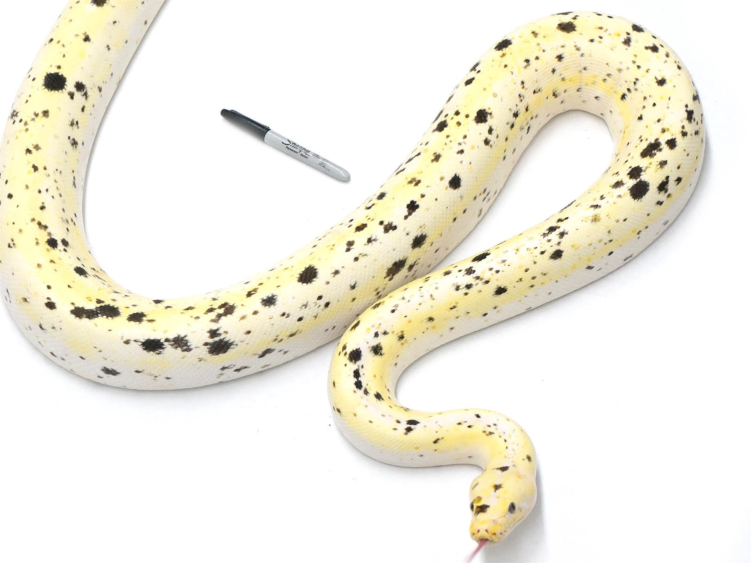 Cow From Calico Reticulated Python by New England Reptile Distributors ...