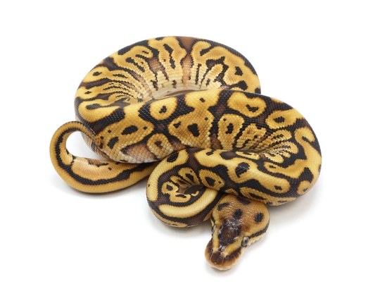 Hidden Gene Woma Leopard Special Fader Odium Ball Python by New England ...