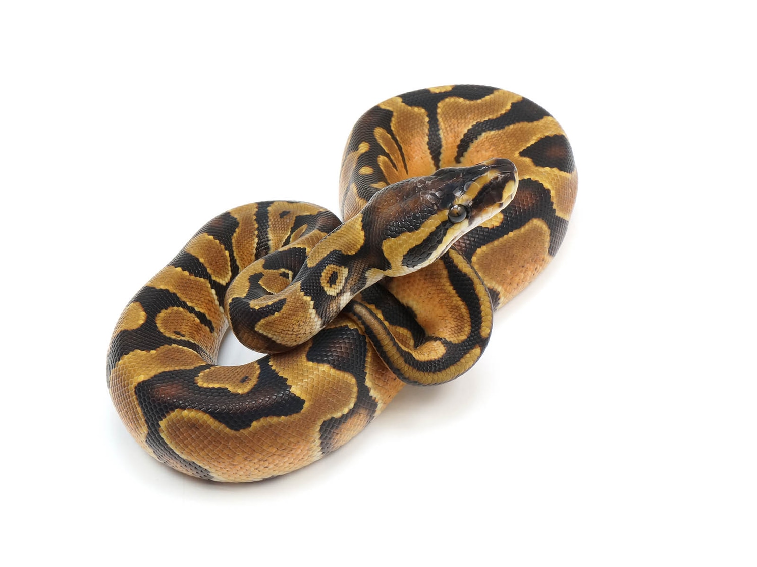 Enchi Possible Special Ball Python by New England Reptile Distributors ...