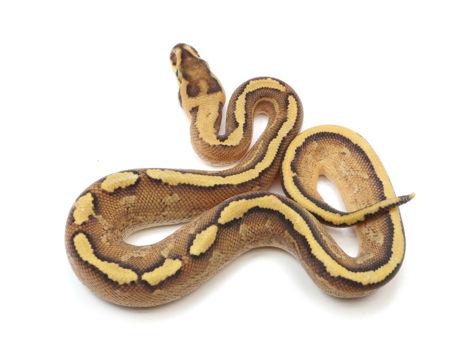 Super Stripe Special Ball Python by New England Reptile Distributors ...
