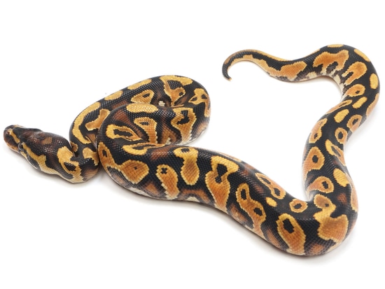 Orange Dream Yellowbelly/Spector Fader Ball Python by New England ...