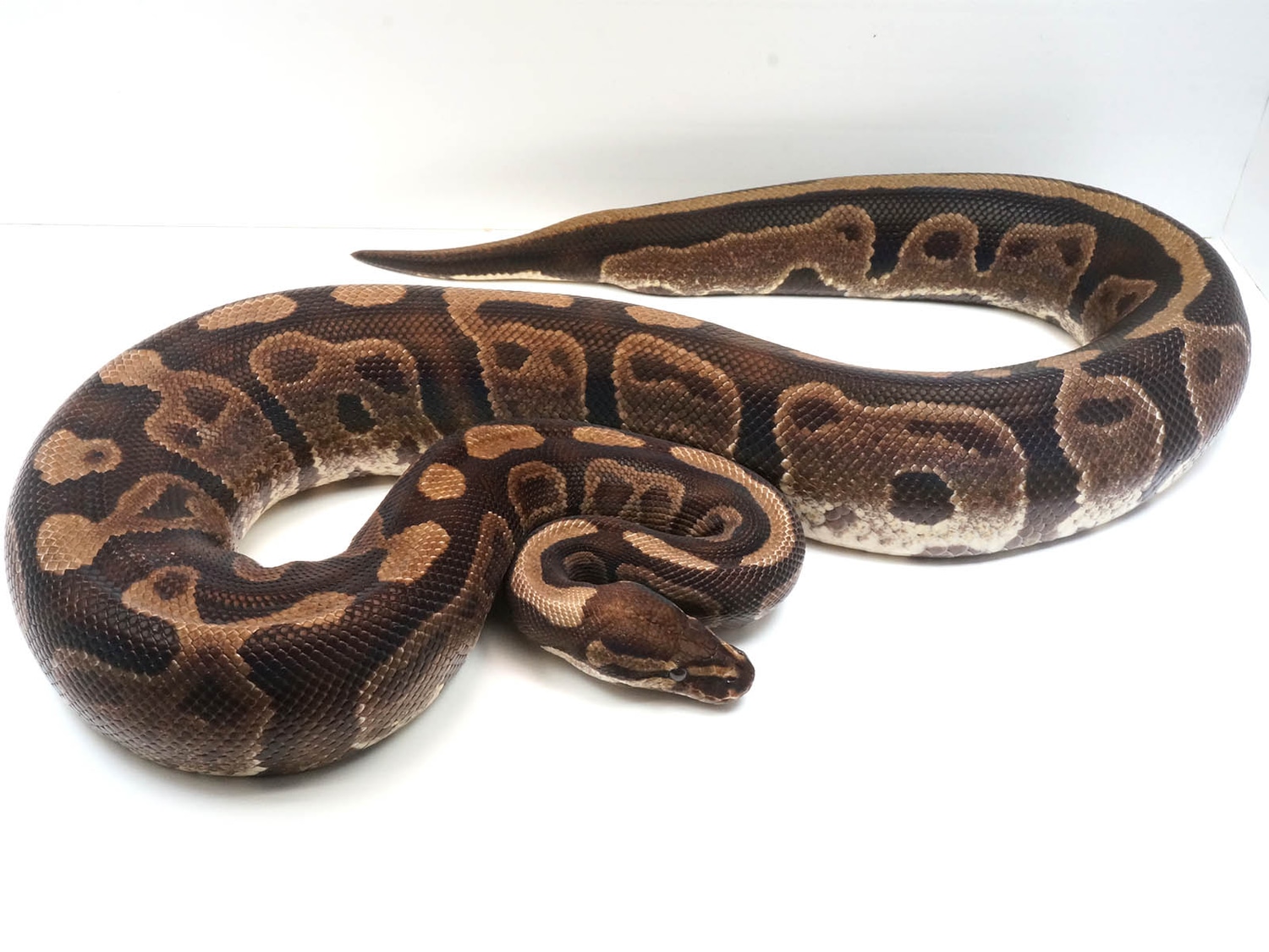 Sable Het Pied Ball Python by New England Reptile Distributors ...