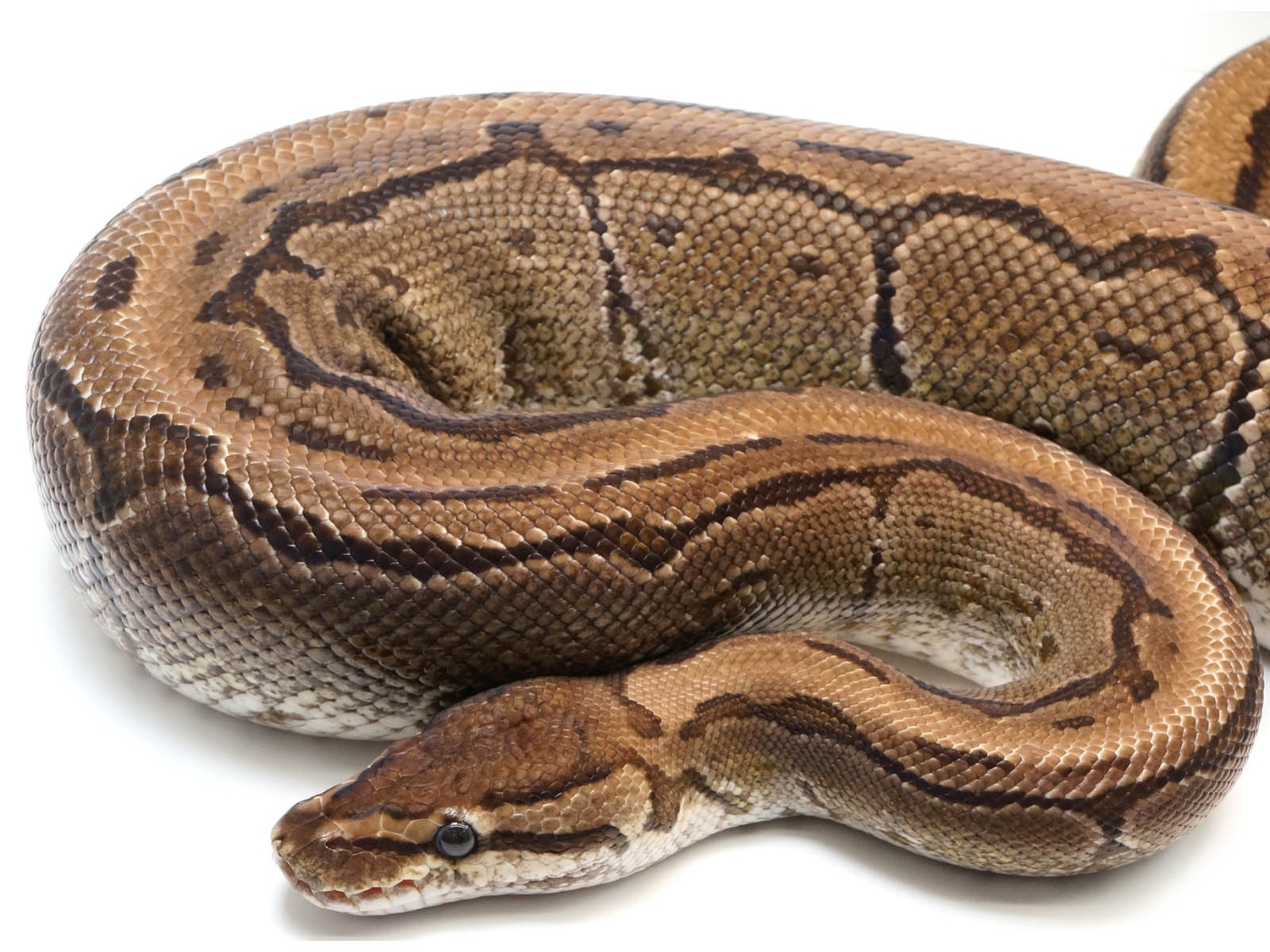 Pinstripe Het Pied Ball Python by New England Reptile Distributors ...