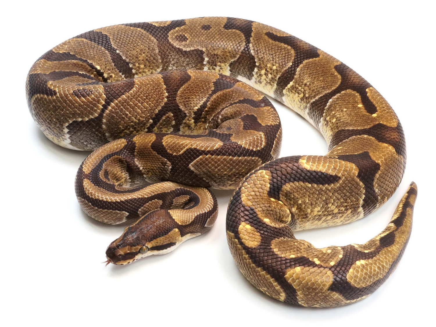 NoCo Special Ball Python by New England Reptile Distributors - MorphMarket