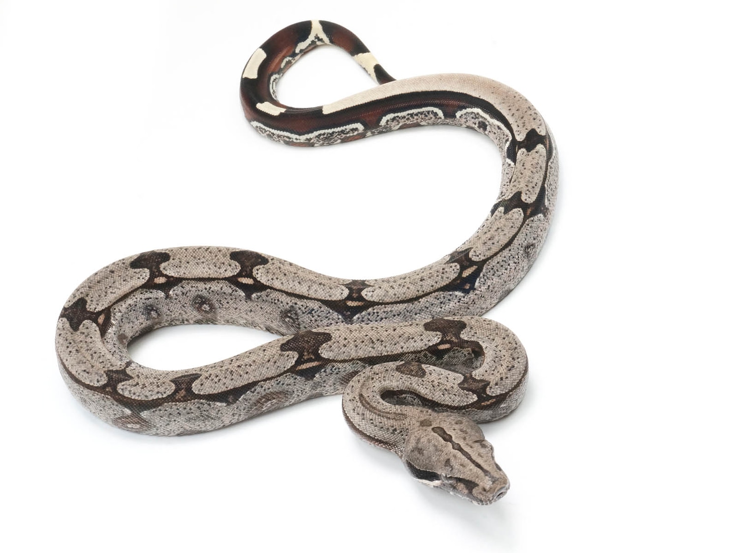 Stripe Tail Guyana True Red-tailed Boa Constrictor by New England ...