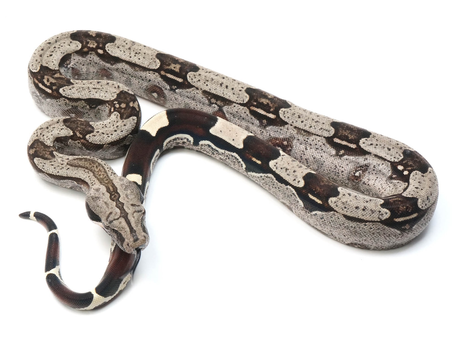 Guyana True Red-tailed Boa Constrictor by New England Reptile ...