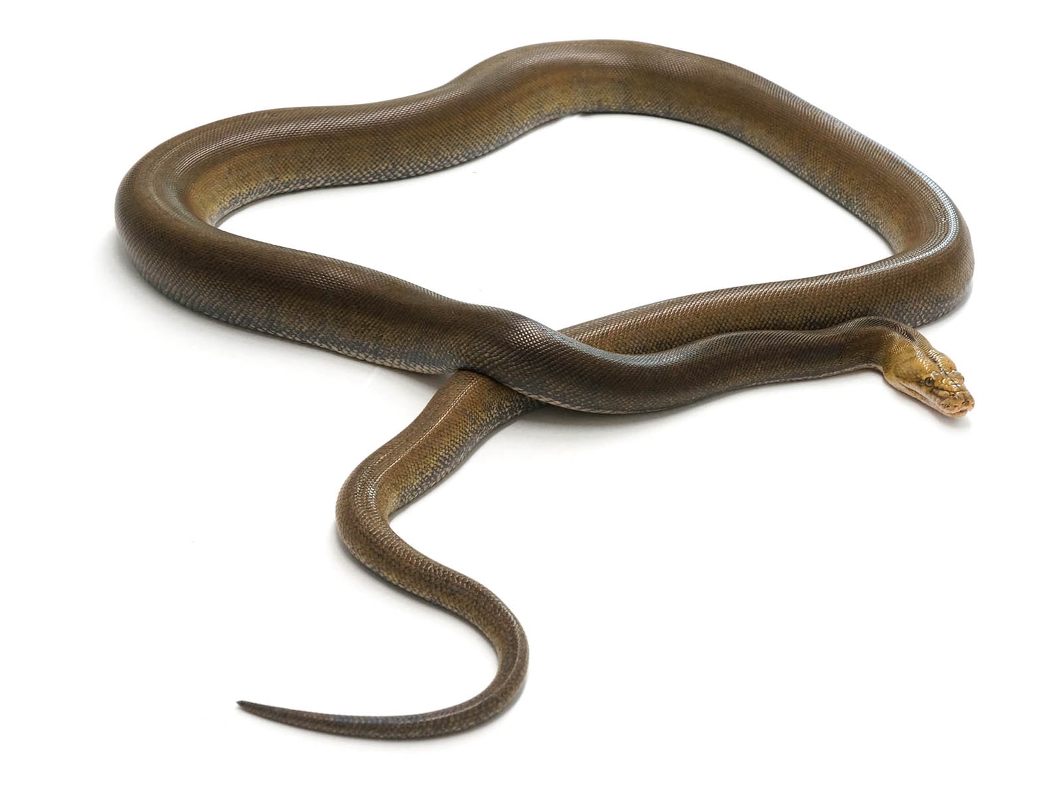 Golden Child Orange Ghost Stripe Reticulated Python by New England ...