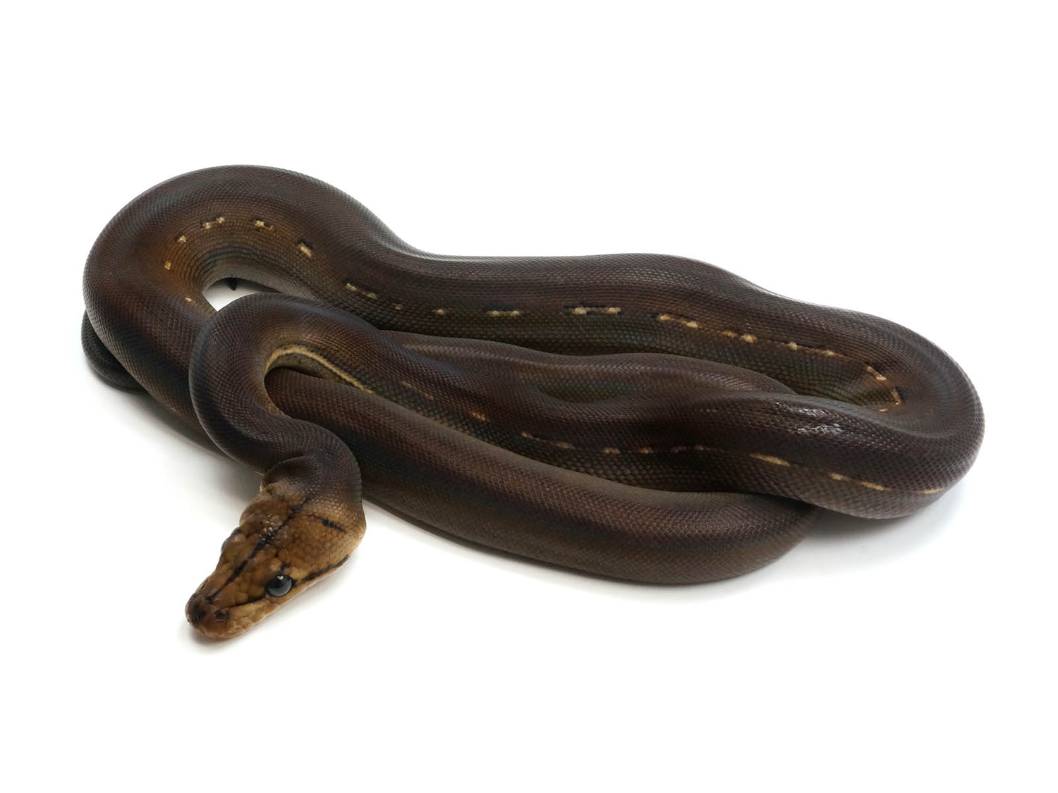 Golden Child Phantom Anthrax Reticulated Python by New England Reptile ...