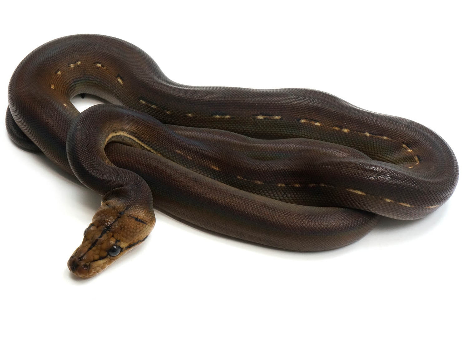Golden Child Phantom Anthrax Reticulated Python by New England Reptile ...