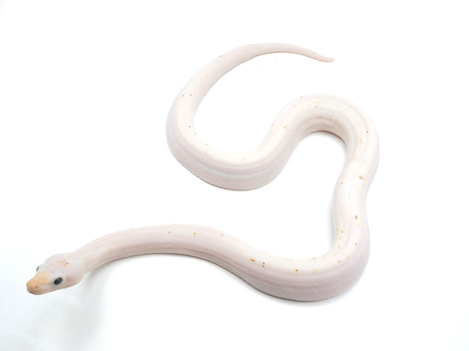 Princess Diamond Boa Constrictor by New England Reptile Distributors ...
