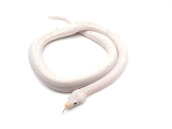 Princess Diamond Boa Constrictor by NERD