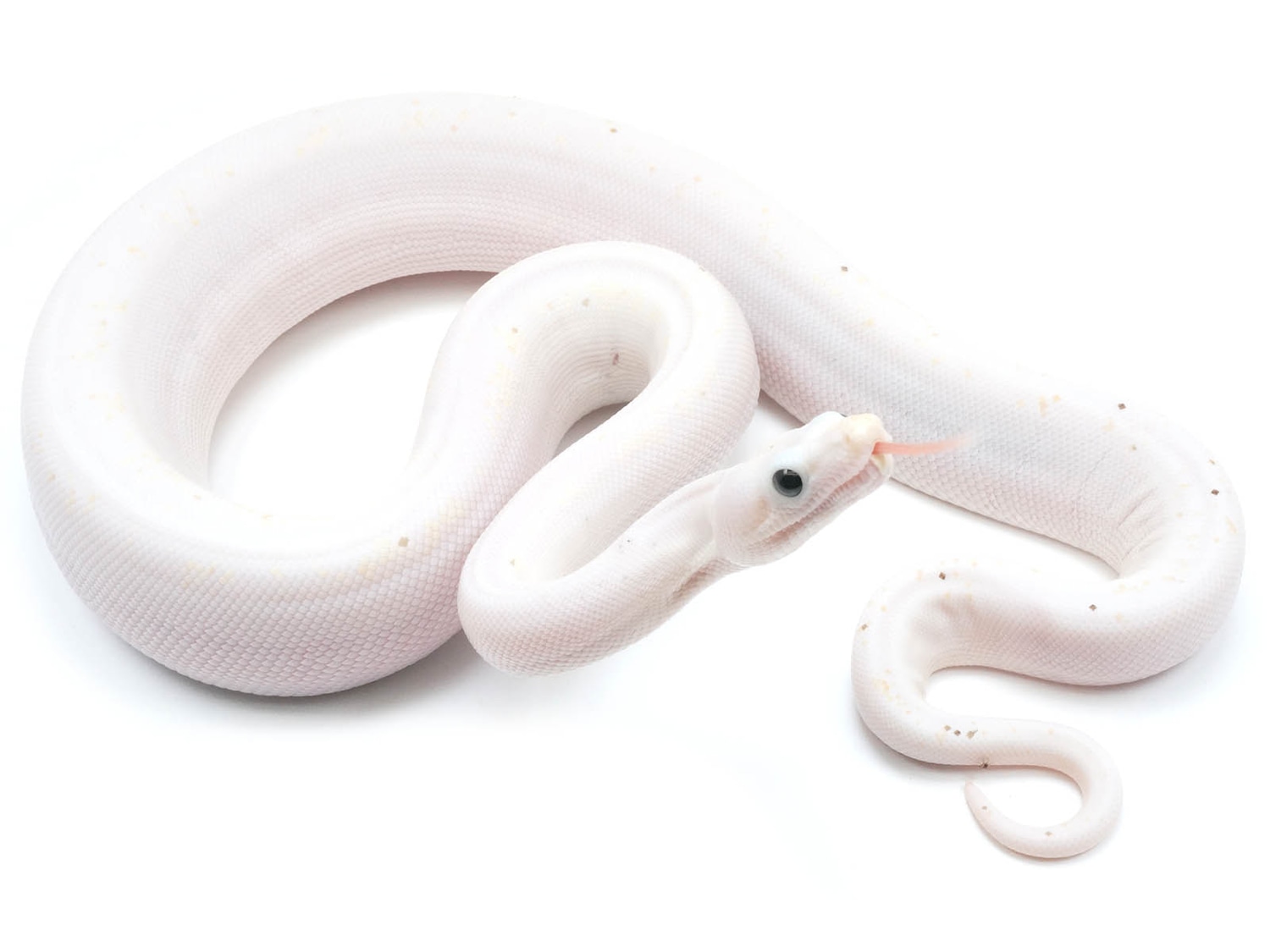 Emperor Diamond Boa Constrictor