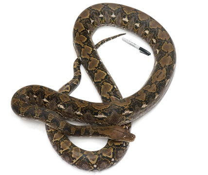 Cow Het Albino Reticulated Python by New England Reptile Distributors ...