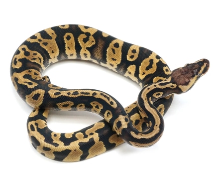 Crypton Ball Python by New England Reptile Distributors - MorphMarket