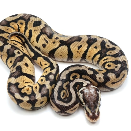 Freeway Phantom Pastel Leopard Ball Python by New England Reptile ...