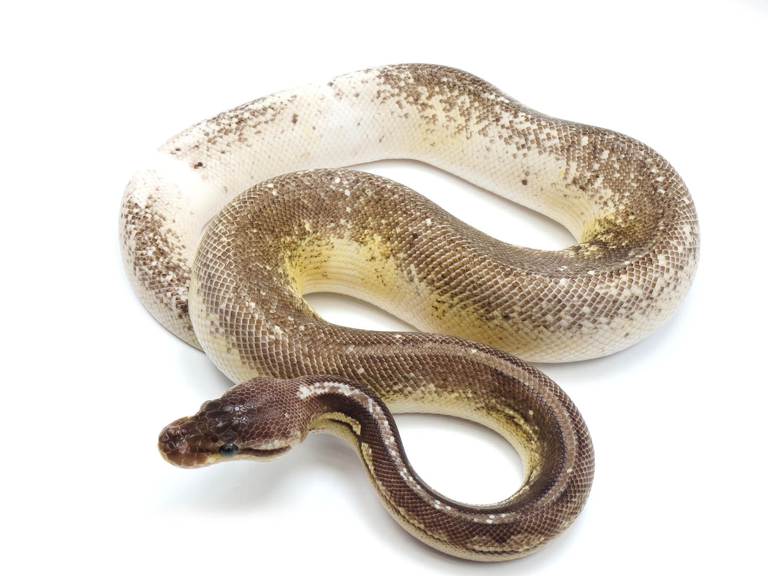 Super Pastel Cinnamon Super Fader Possible Yellowbelly/Spector From ...