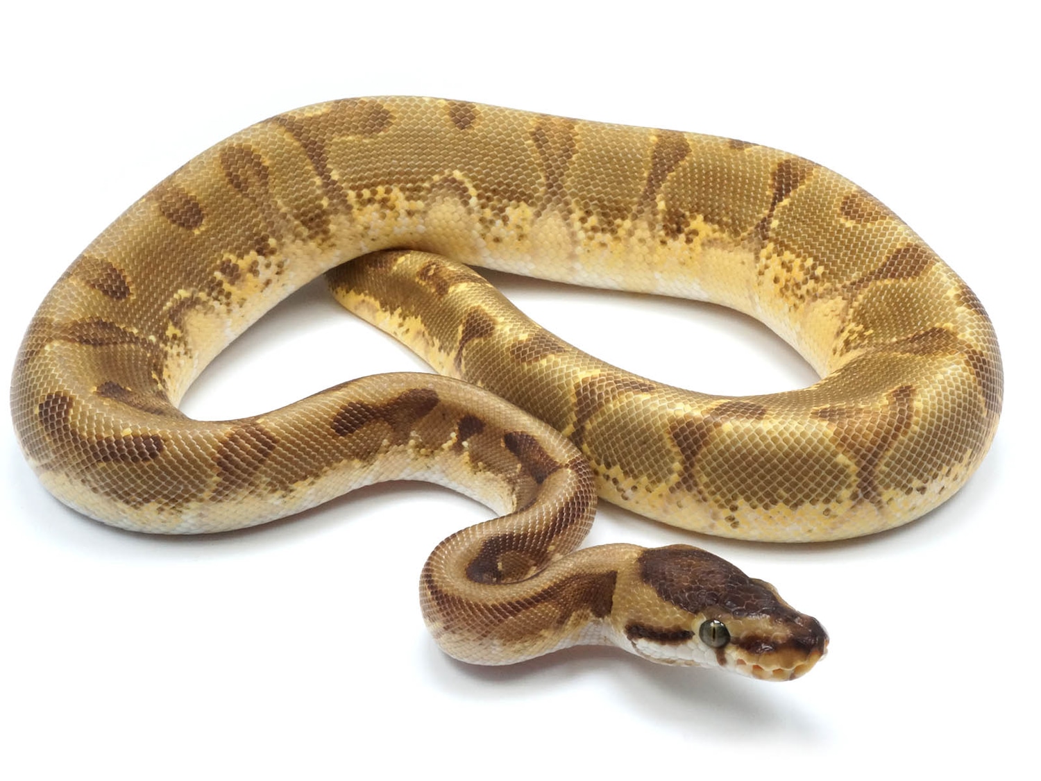 Enchi Hidden Gene Woma Odium Lucifer Ball Python by New England Reptile ...