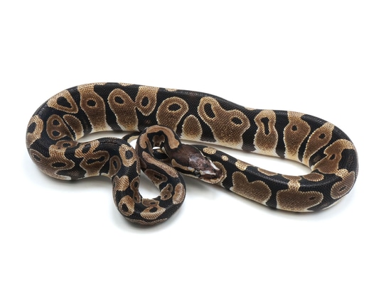Microscale Ball Python by New England Reptile Distributors
