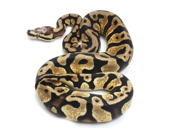 Pastel Microscale Yellowbelly Ball Python by NERD