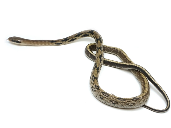 Yunnan Beauty Snake Beauty Rat Snake by NERD