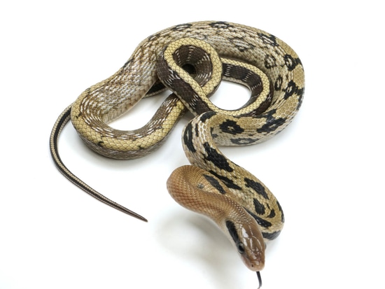 Yunnan Beauty Snake Beauty Rat Snake by New England Reptile Distributors