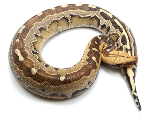 Striped Ultra Blue Ghost Type Borneo Short Tail Python Blood Python by NERD