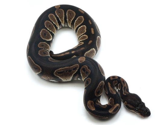 Black Head - Dark Ball Python by NERD