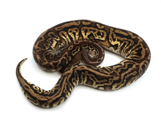 Super Inferno Phantom Leopard Yellowbelly/Asphalt Ball Python by NERD