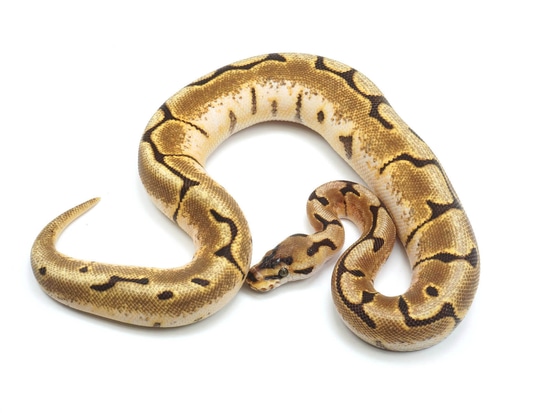 Spider Bald Enchi Ball Python by NERD