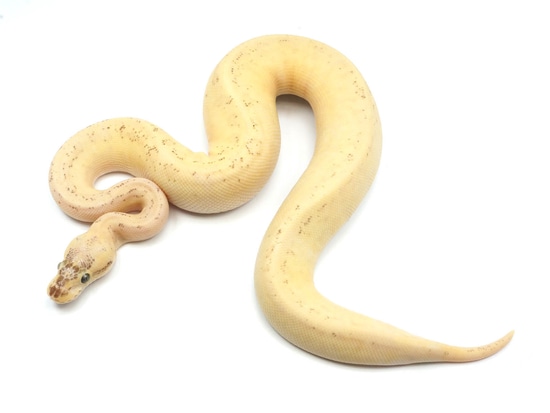 Super Blast Enchi Phantom Yellowbelly/Asphalt Ball Python by NERD