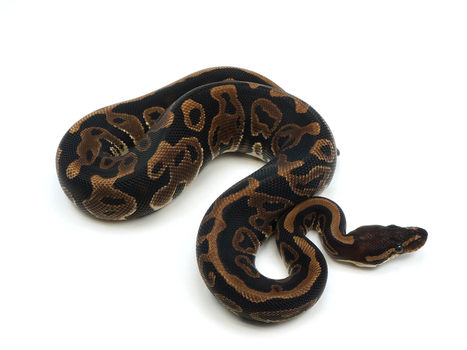 Leopard Het Albino Het Clown Possible Het Ghost Ball Python by New ...
