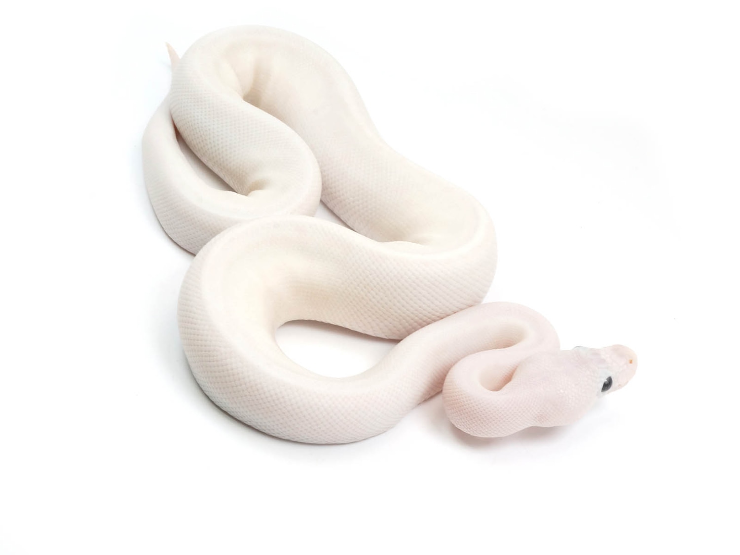 Super Lucifer Combo From Angel Dust Ball Python by New England Reptile ...