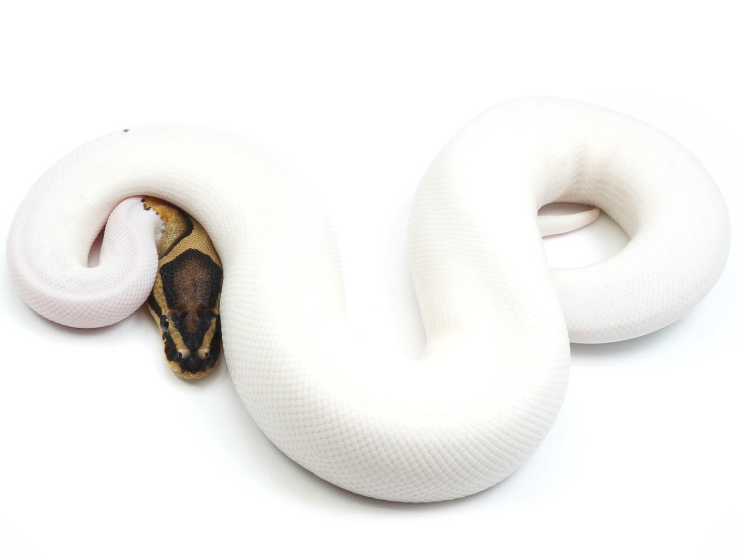 High White Pied Ball Python by New England Reptile Distributors ...