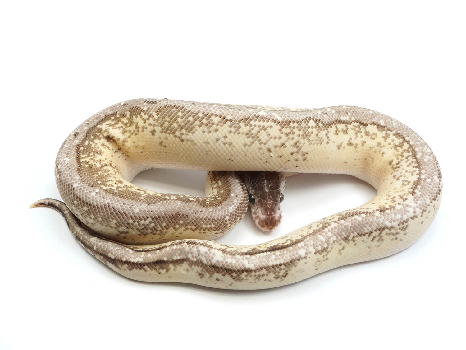 Super Pastel Woma Super Stripe Fader From Angel Dust Ball Python by New ...
