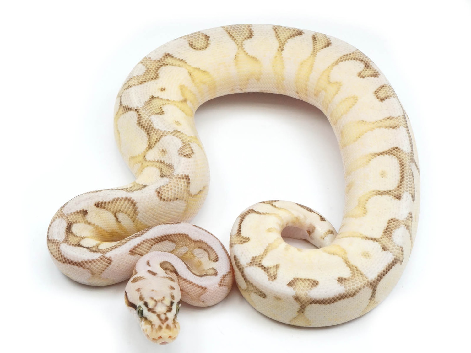 Lesser Bee Mephisto Ball Python by New England Reptile Distributors ...