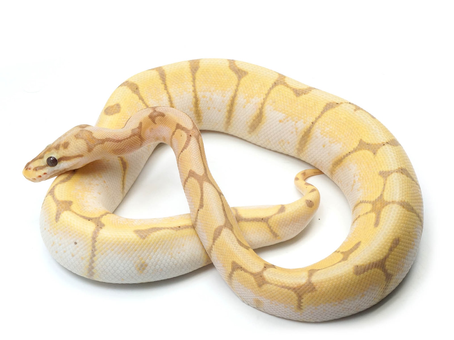 Coral Glow Spider Enchi Het Clown Ball Python by New England Reptile ...