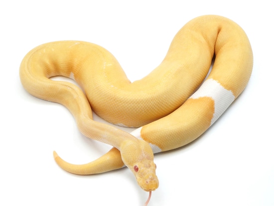 Albino Pinstripe Pied Ball Python by NERD