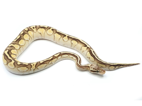 Super Pastel Bald Lucifer Ball Python by New England Reptile Distributors