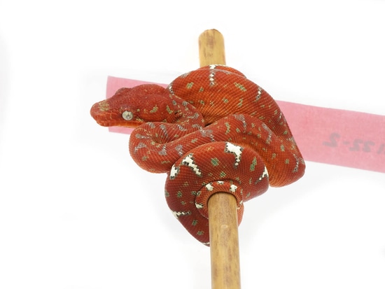 Captive Bred Northern Emerald Tree Boa by NERD