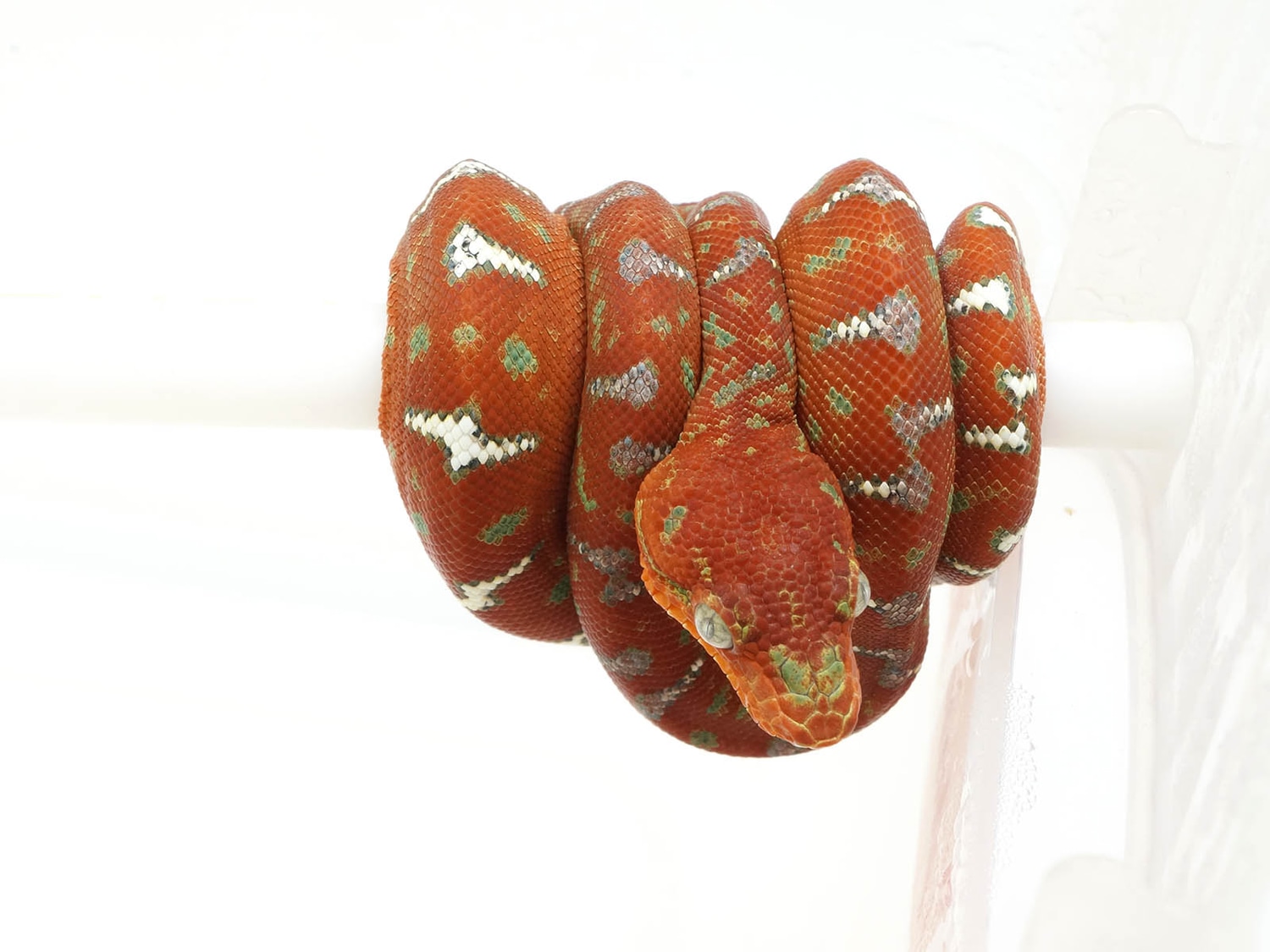 Captive Bred Northern Emerald Tree Boa by New England Reptile ...