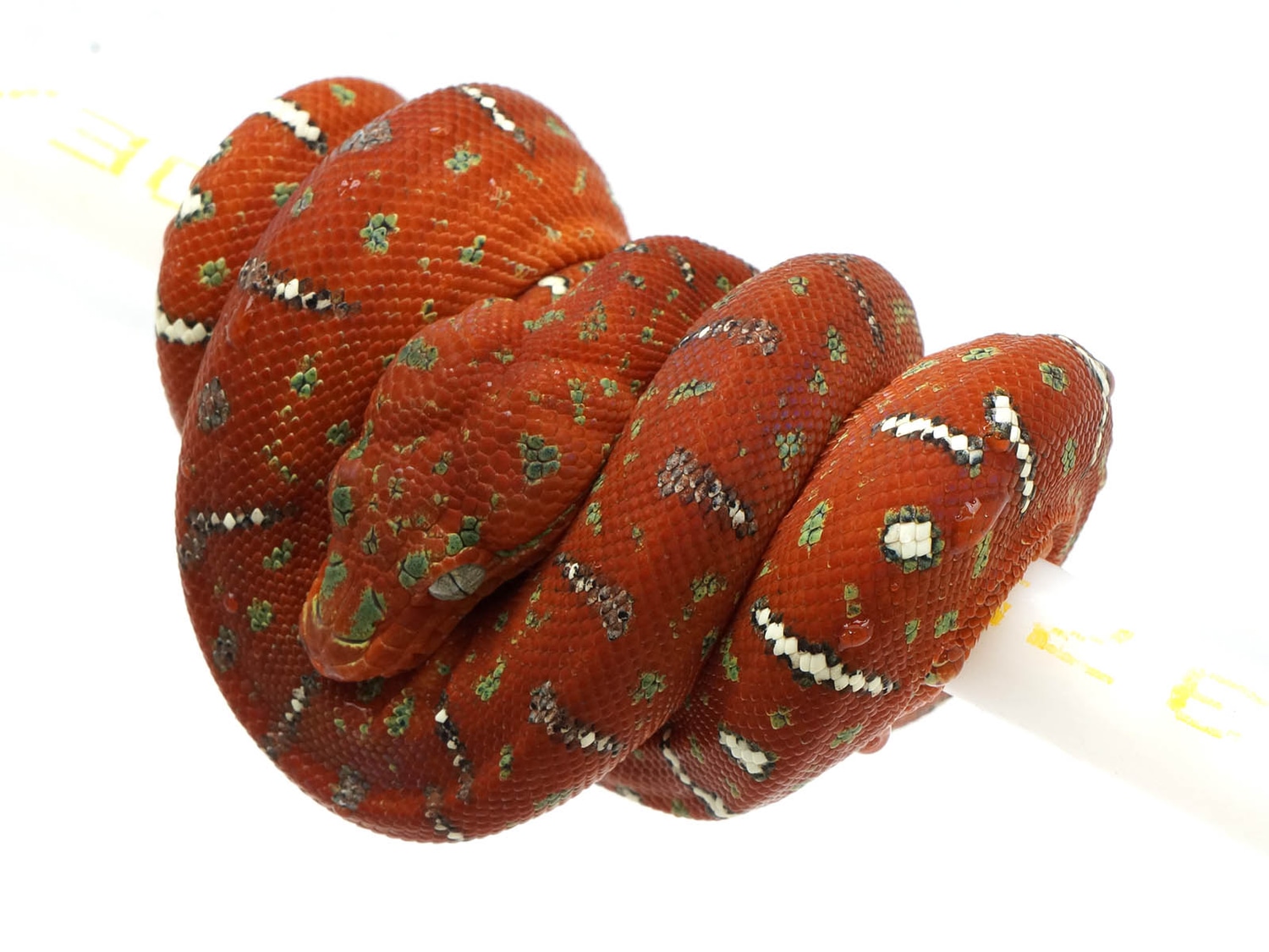 Captive Bred Northern Emerald Tree Boa by New England Reptile ...