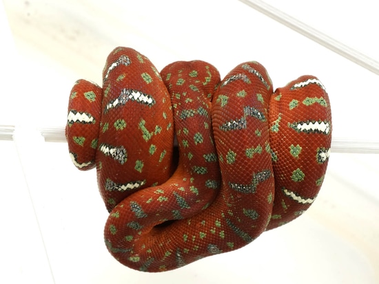 Captive Bred Northern Emerald Tree Boa by New England Reptile Distributors