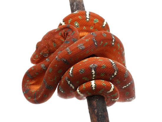 Captive Bred Northern Emerald Tree Boa by New England Reptile Distributors
