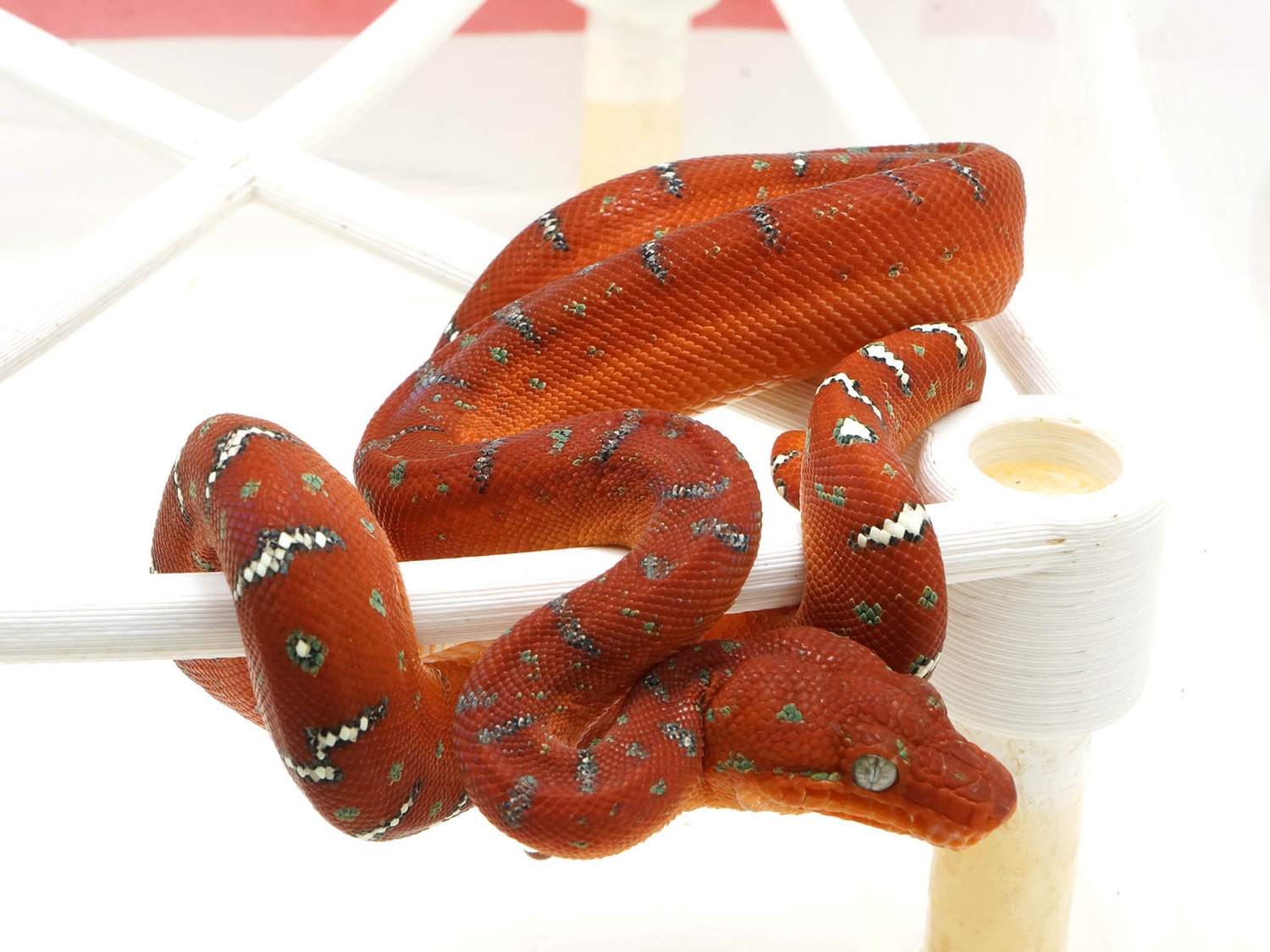 Captive Bred Northern Emerald Tree Boa by New England Reptile ...